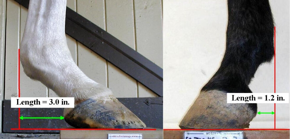 The Value of Measuring the Hoof | EponaMind