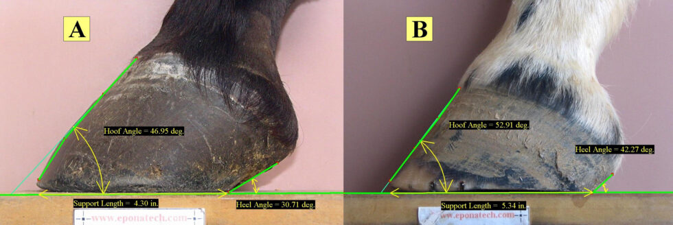 The Value of Measuring the Hoof | EponaMind