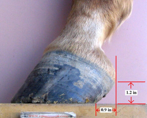 The Value of Measuring the Hoof | EponaMind