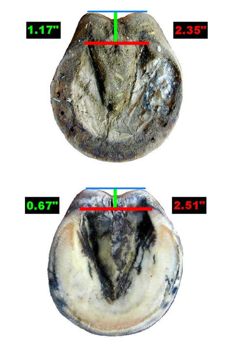 The Value of Measuring the Hoof | EponaMind