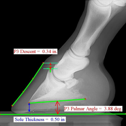 The Value of Measuring the Hoof | EponaMind